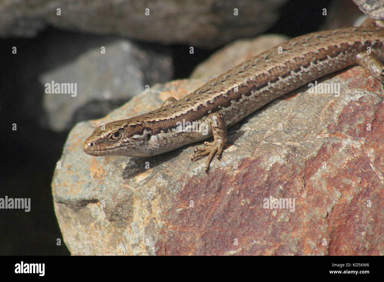 New zealand skink hi-res stock photography and images - Alamy