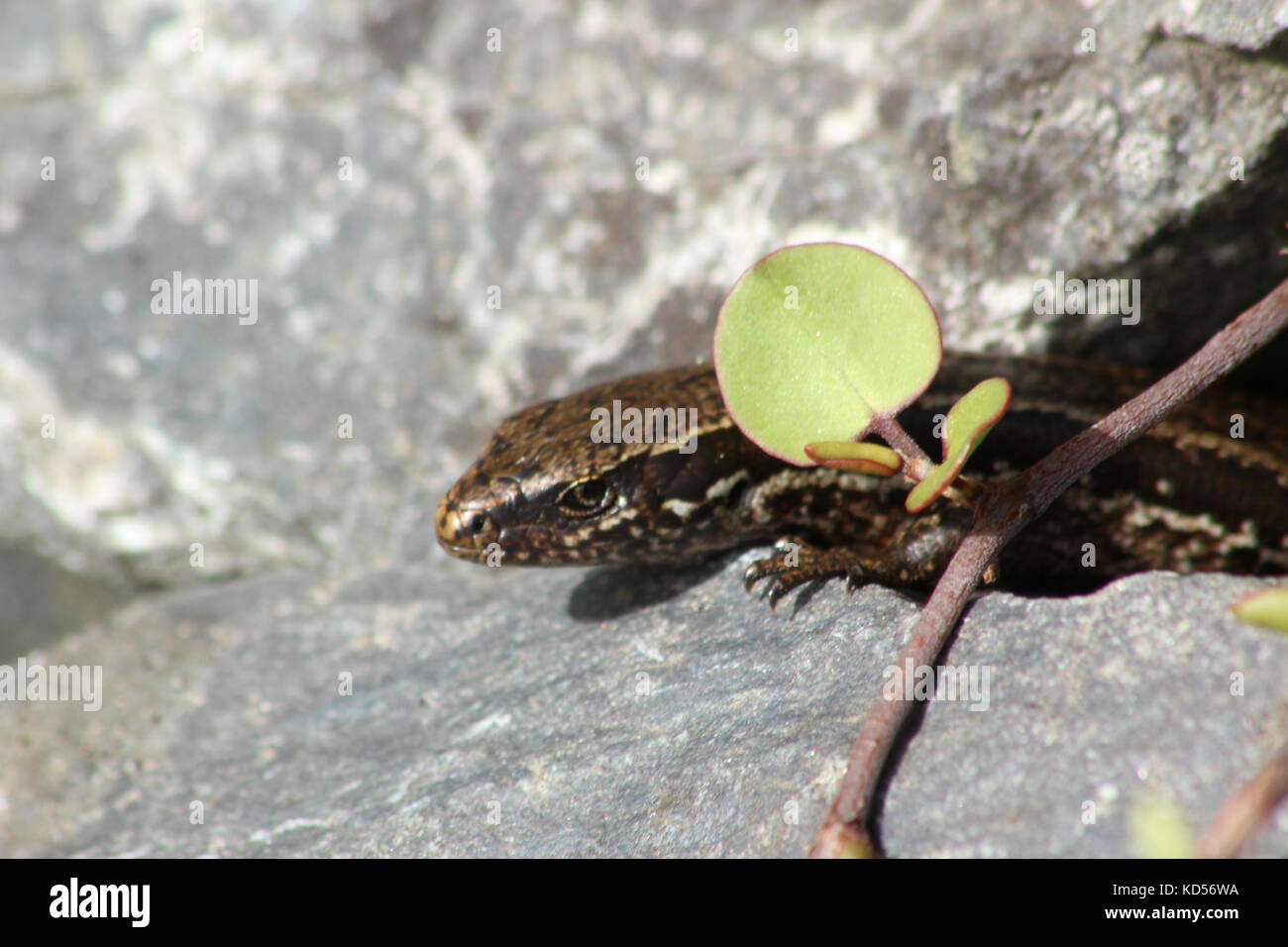 New zealand skink hi-res stock photography and images - Alamy