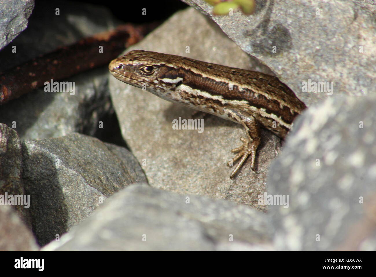 New zealand skink hi-res stock photography and images - Alamy