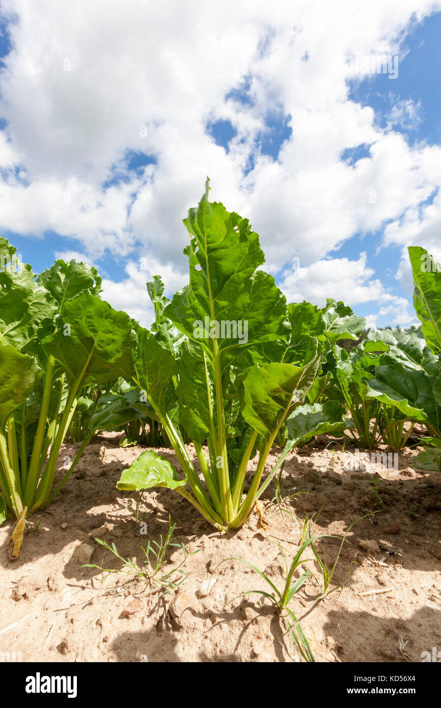 Sugar beet foliage hi-res stock photography and images - Alamy