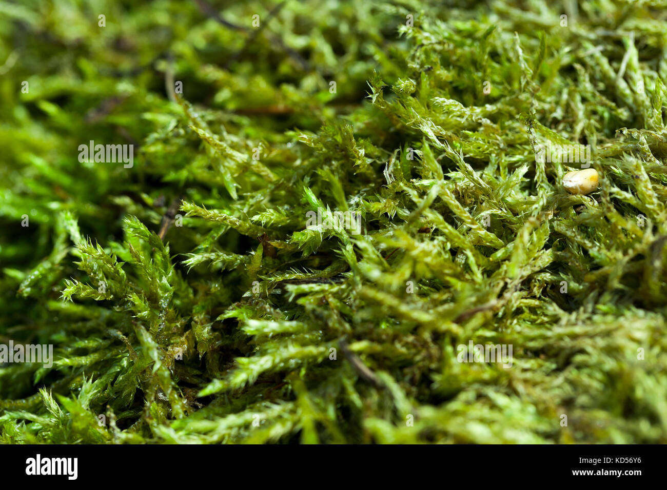 Moss backgrounds hi-res stock photography and images - Alamy