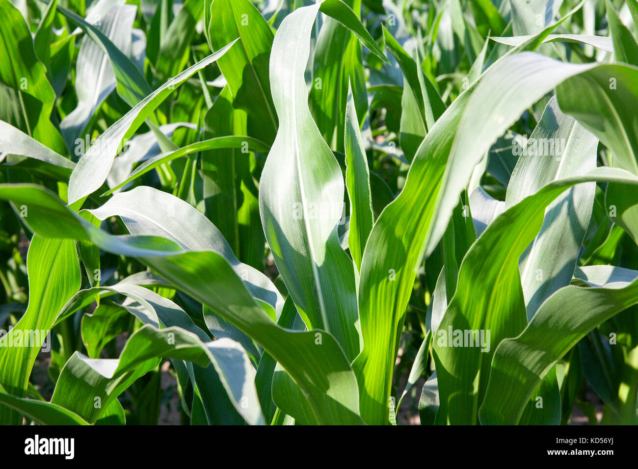 Corn with leave hi-res stock photography and images - Alamy