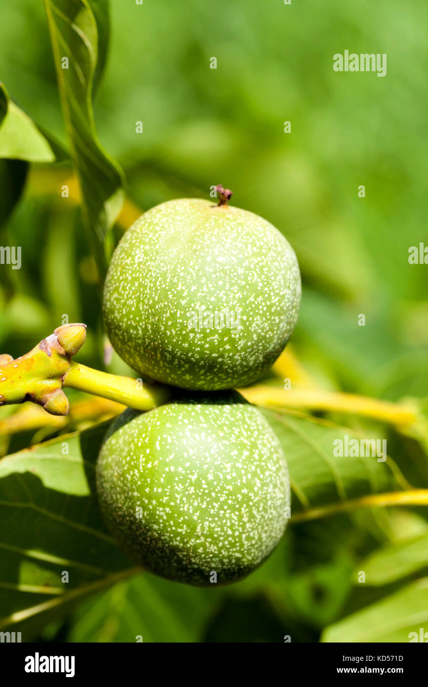 Walnut on a tree Stock Photo - Alamy
