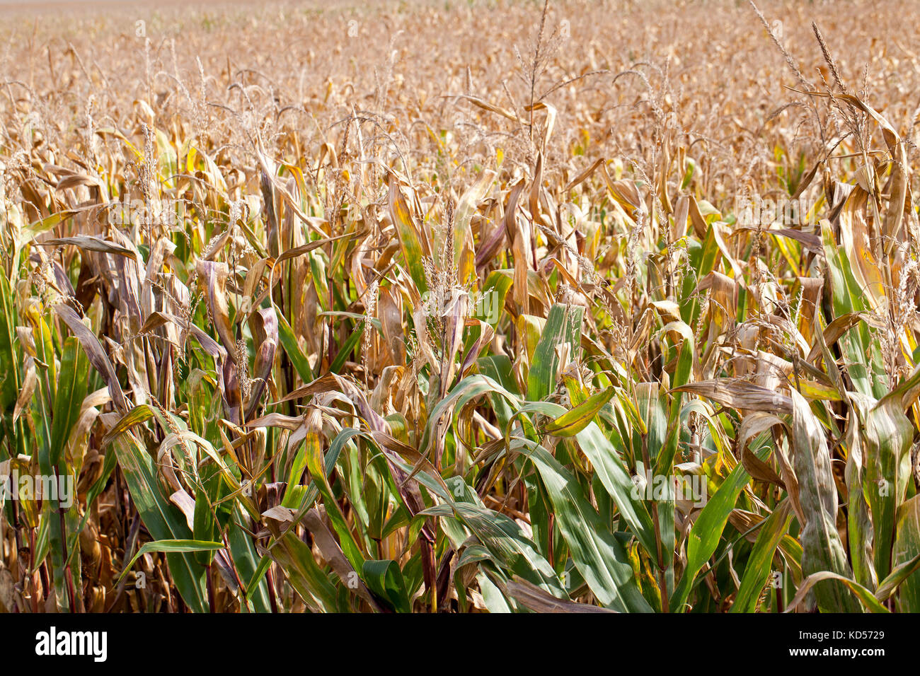 field of ripe corn Stock Photo - Alamy