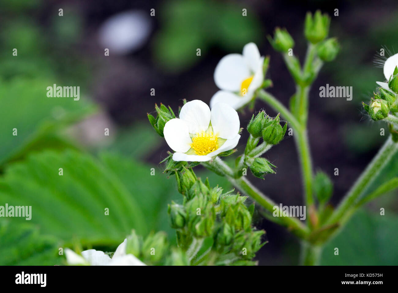 White strawberry flowers in May Stock Photo - Alamy