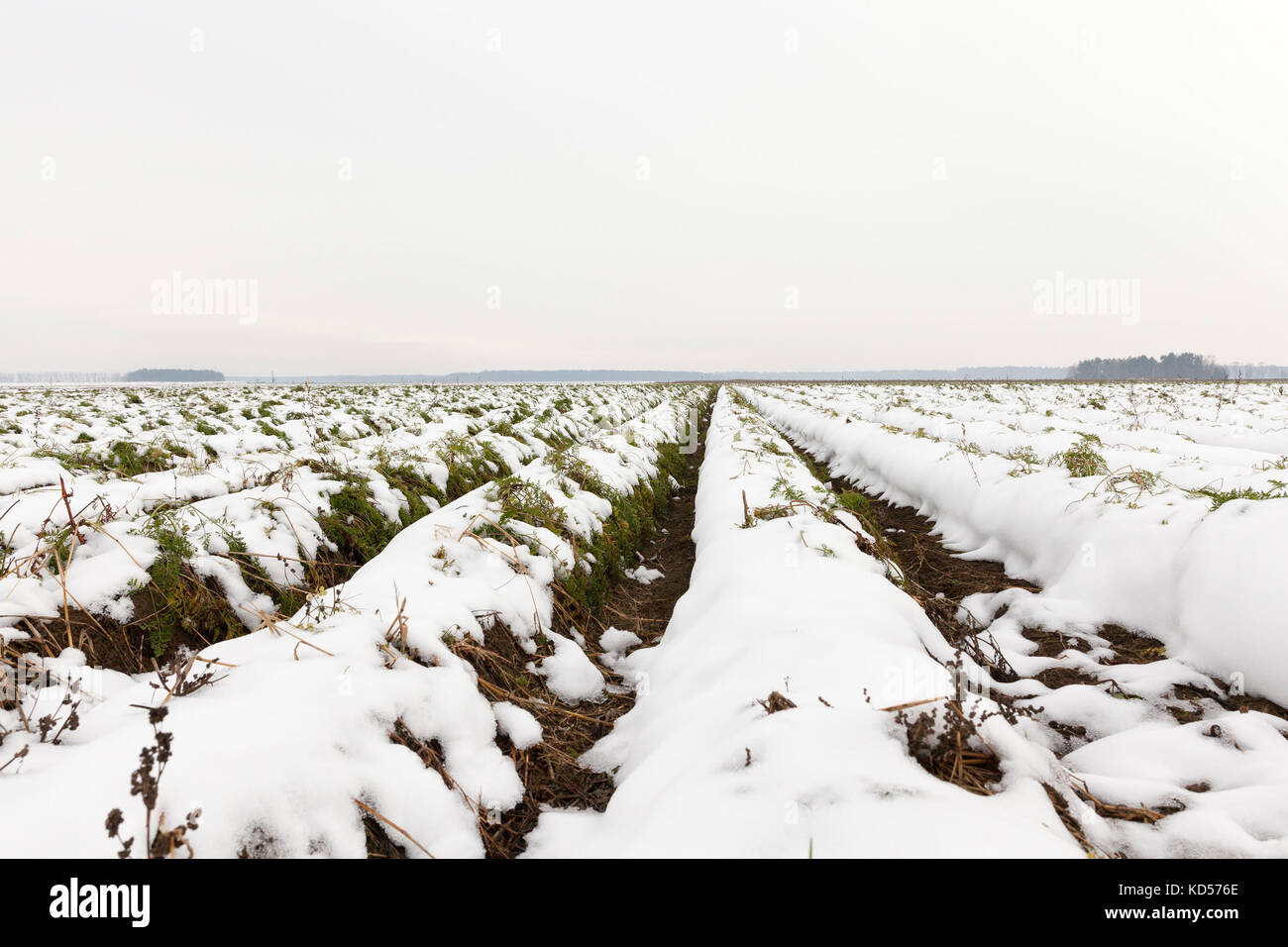 carrot harvest in the snow Stock Photo - Alamy