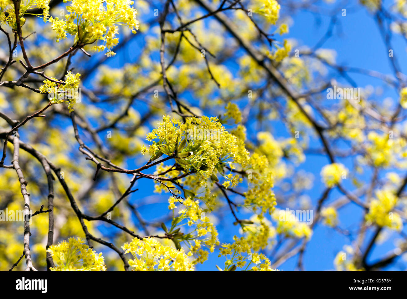flowering maple tree Stock Photo - Alamy