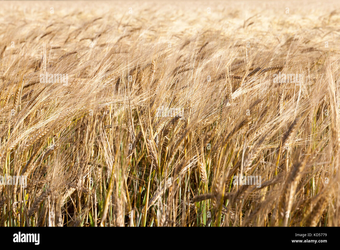 Close up mature golden grass hi-res stock photography and images - Alamy
