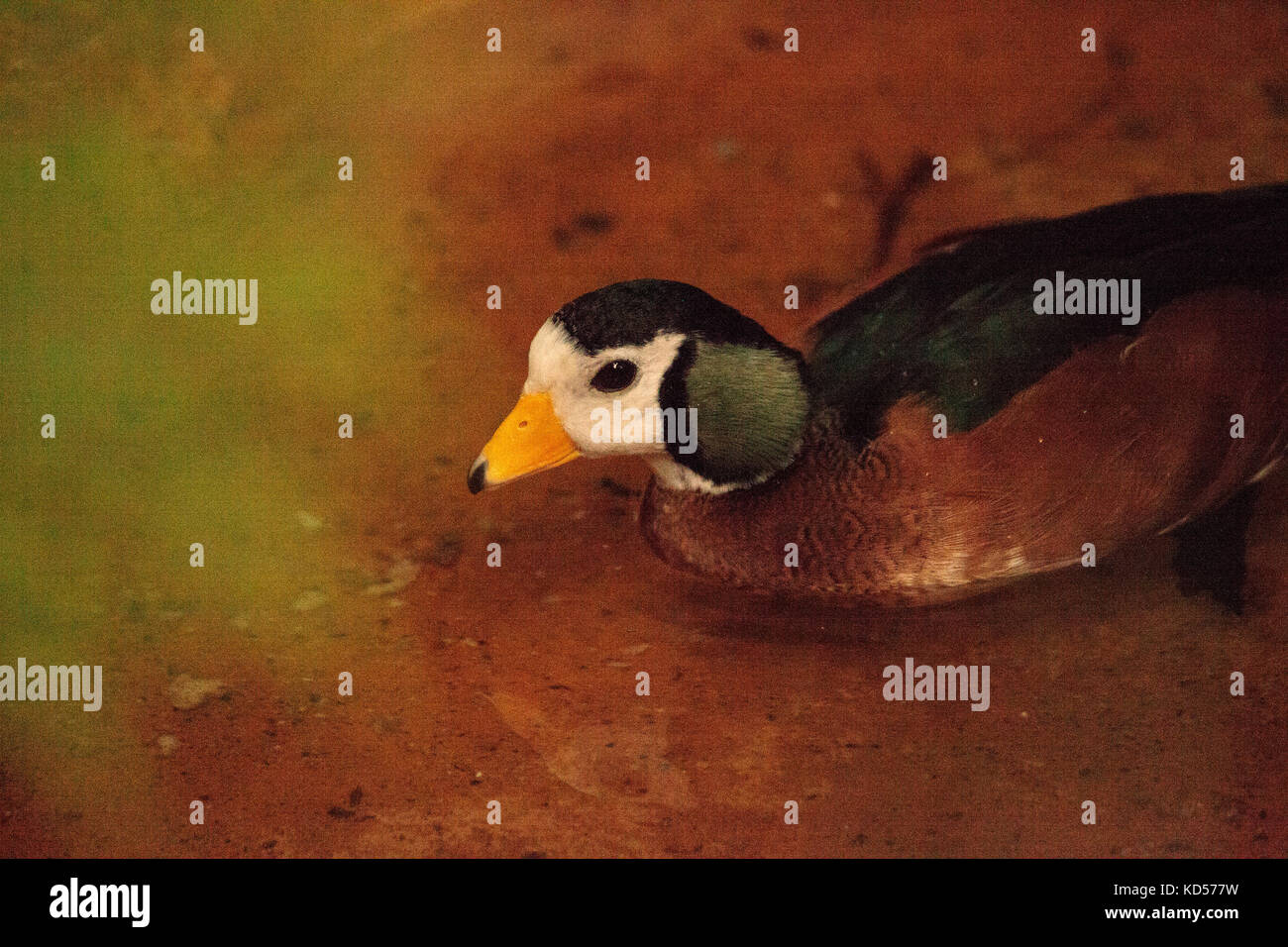 African pygmy goose hi-res stock photography and images - Alamy