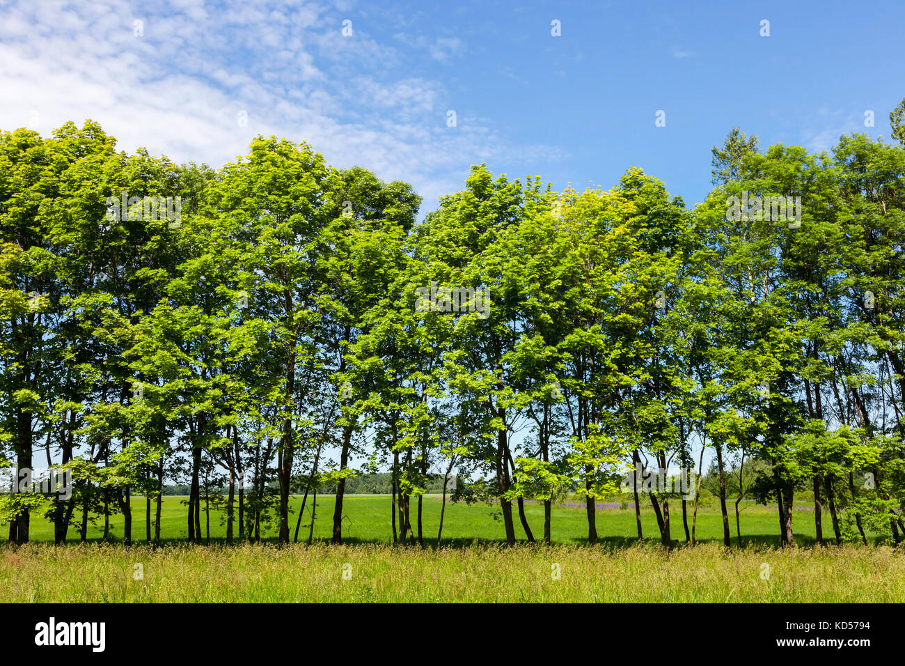row of green trees Stock Photo - Alamy