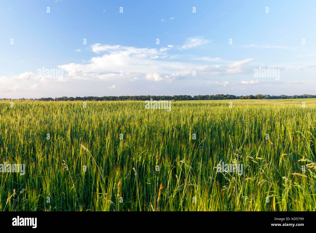 Spelt field hi-res stock photography and images - Alamy
