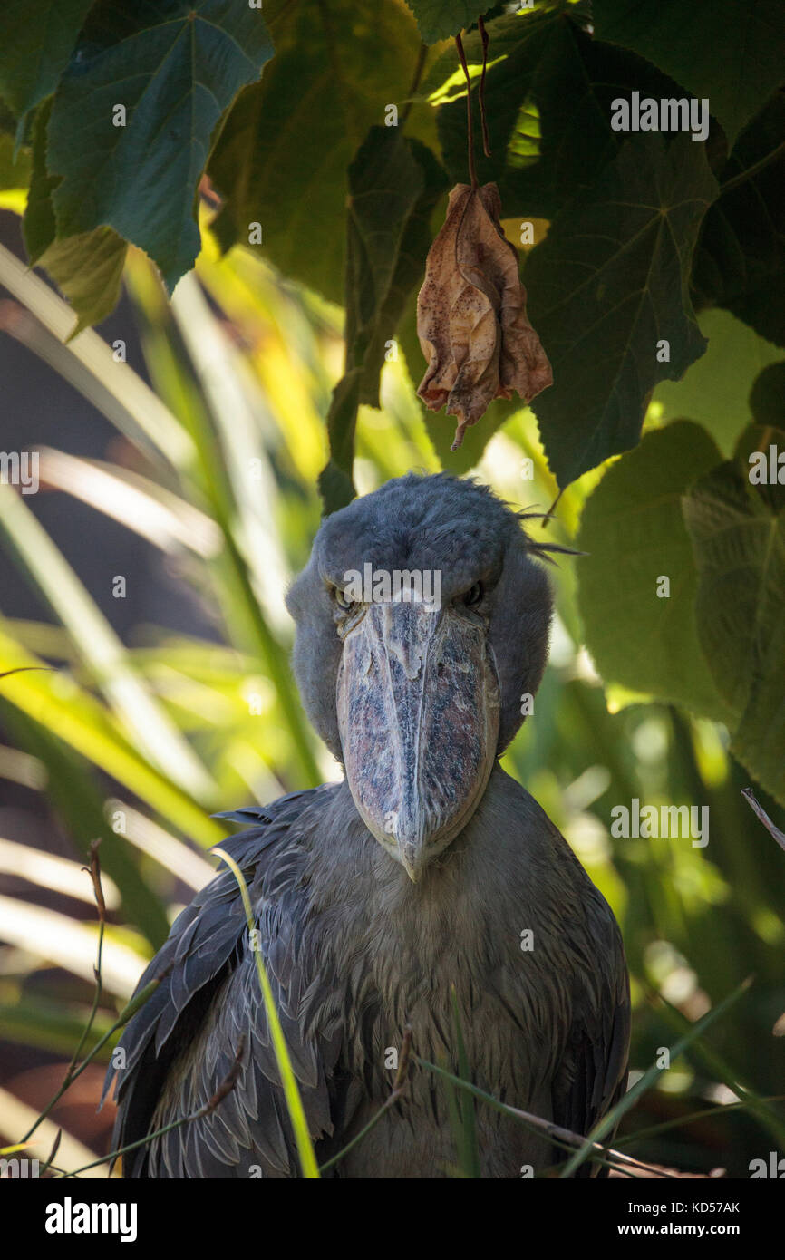 African shoebill stork hi-res stock photography and images - Alamy