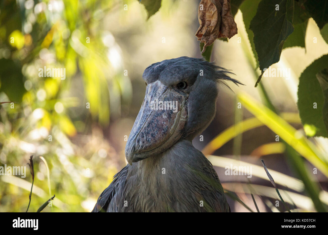 African shoebill stork hi-res stock photography and images - Alamy