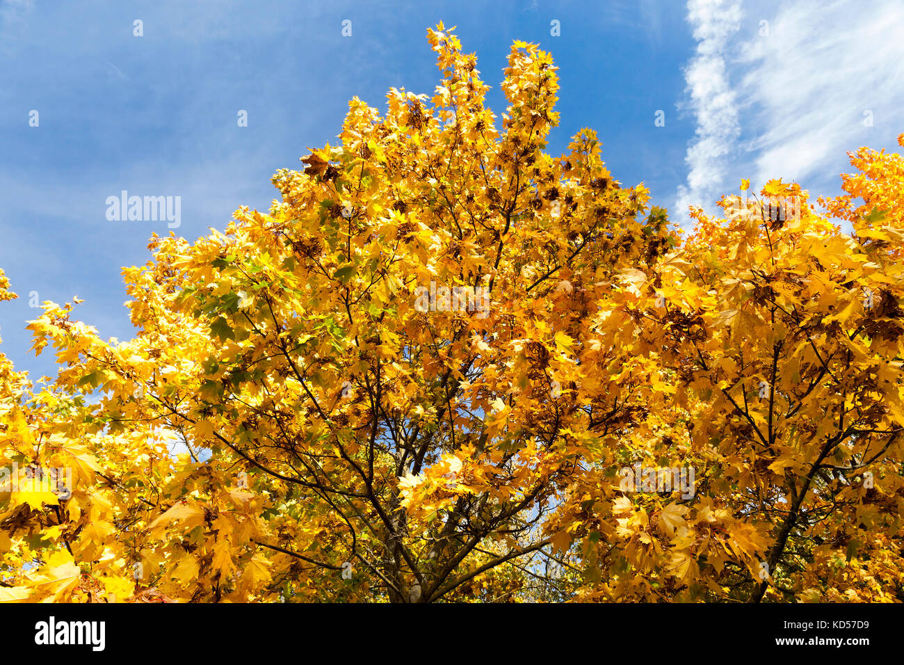 yellowed maple trees in autumn Stock Photo - Alamy