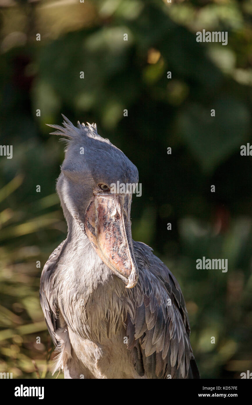 African shoebill stork hi-res stock photography and images - Alamy