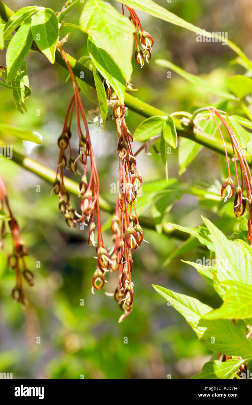 Maple blossom hi-res stock photography and images - Alamy