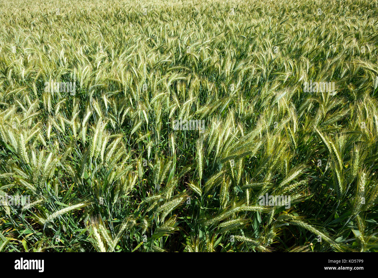 Background of field Stock Photo - Alamy