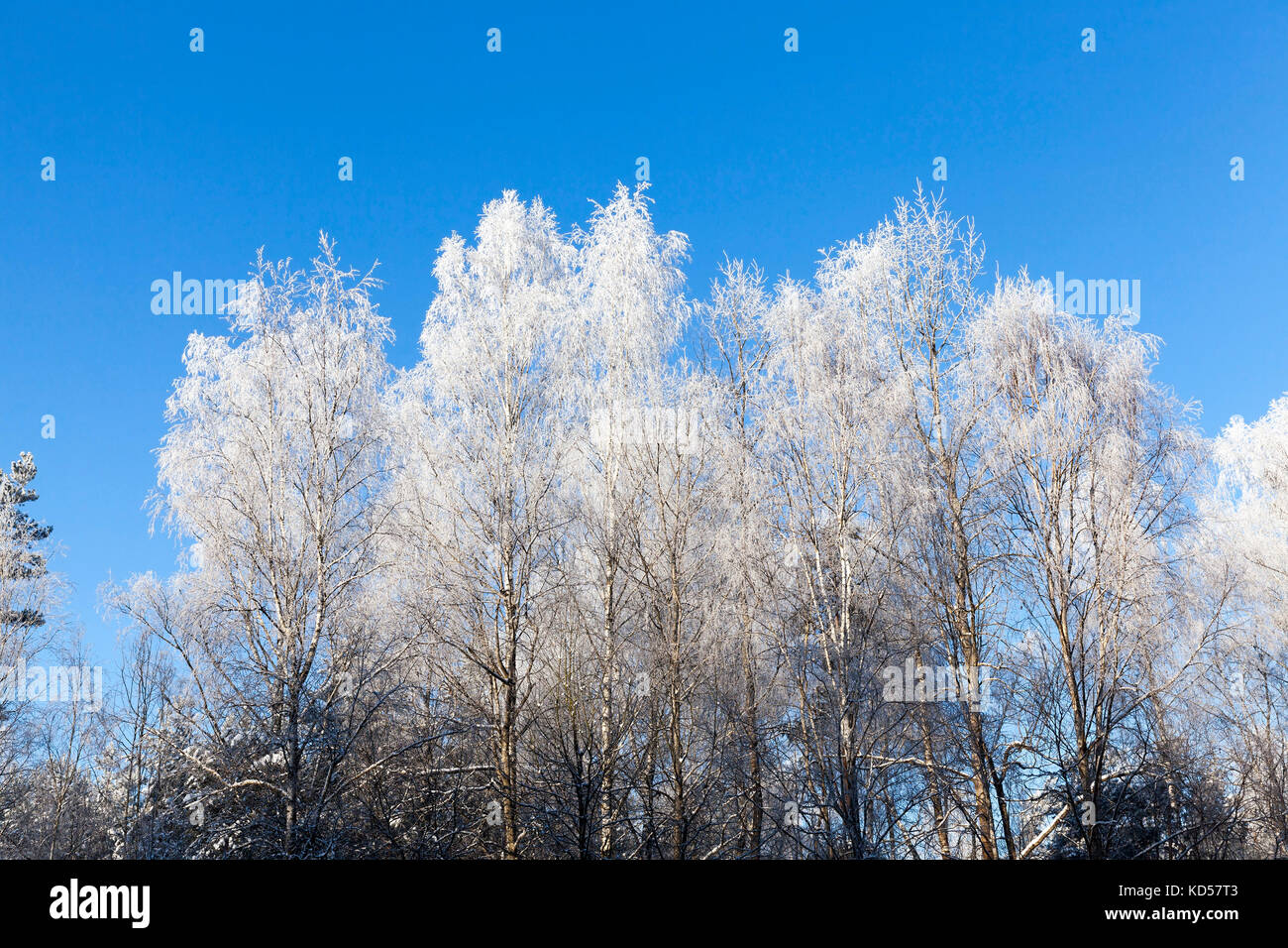 Frost on the branches of trees Stock Photo - Alamy