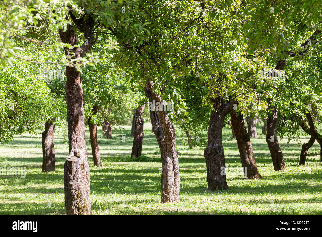 row of trees Stock Photo - Alamy