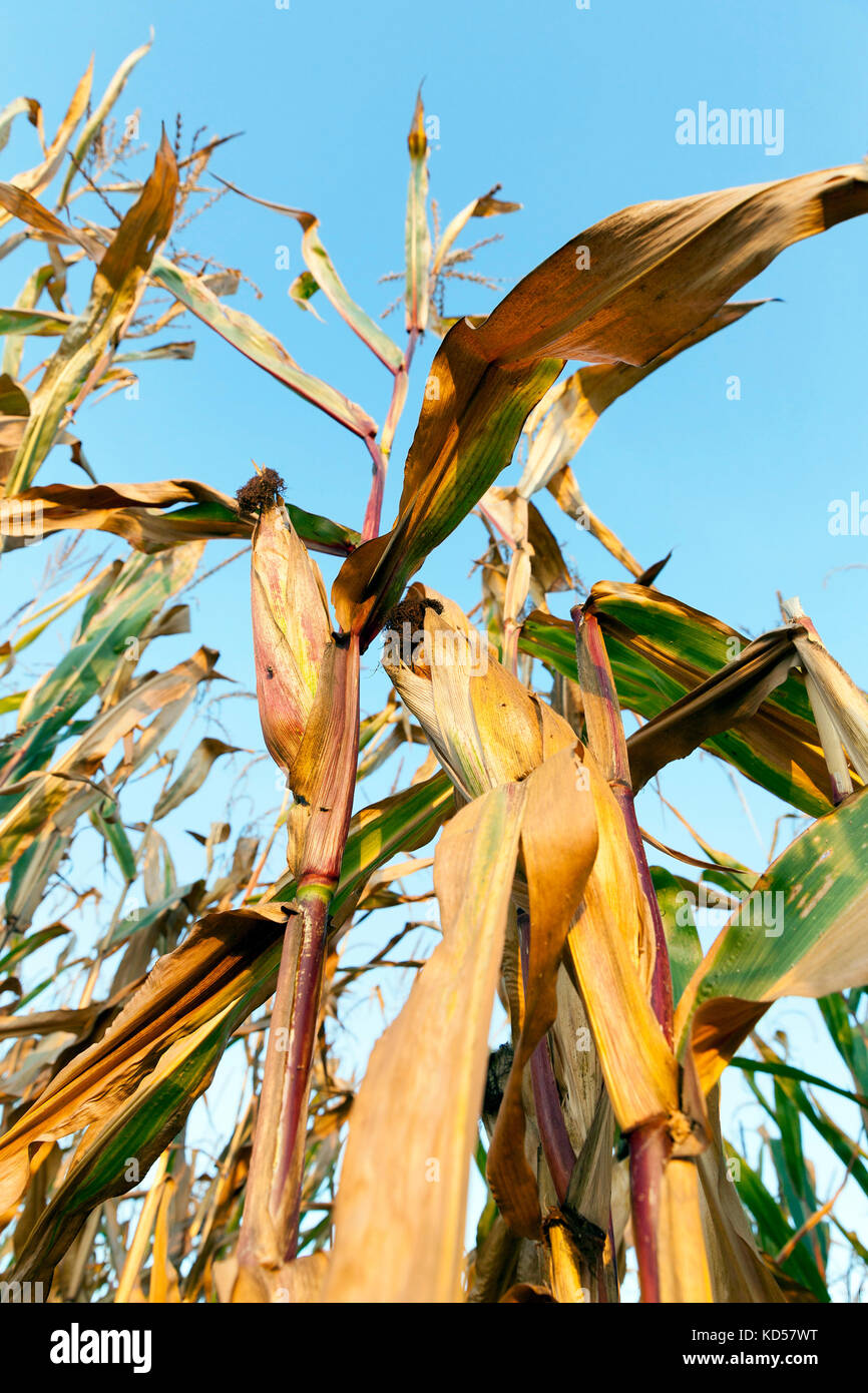 Full grown corn hi-res stock photography and images - Alamy