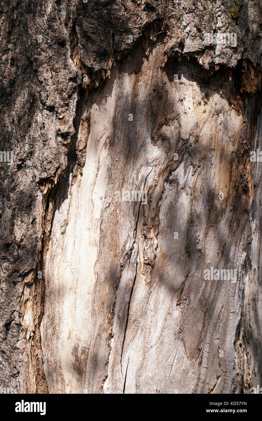 decaying tree trunk Stock Photo - Alamy