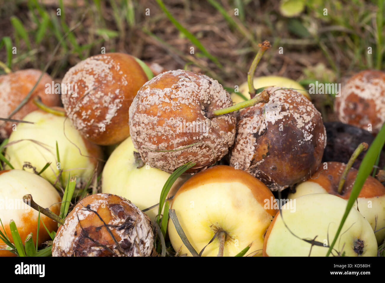 Spoiled crop of apples Stock Photo - Alamy