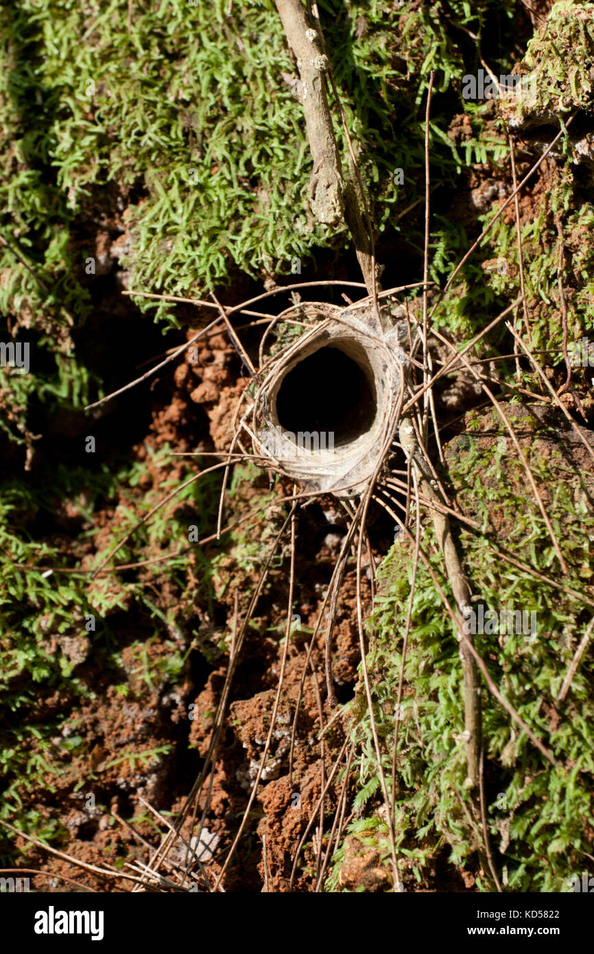 Burrow entrance of Brown Trapdoor Spider (Arbanitis longipes) in ...