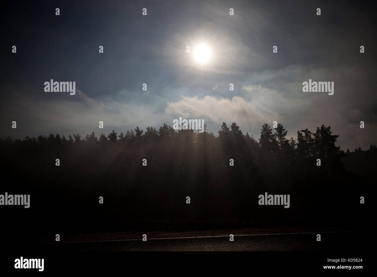 Forest in the fog, close-up Stock Photo - Alamy