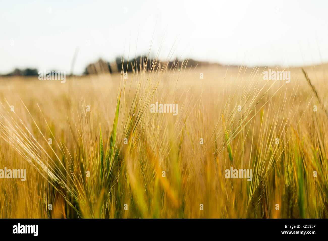 field of ripe cereal Stock Photo - Alamy