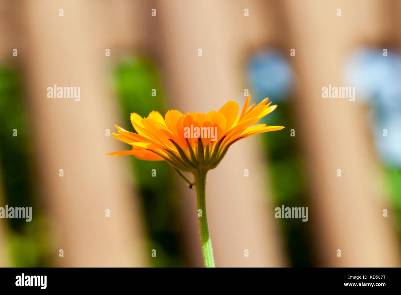 Flowers of calendula Stock Photo - Alamy