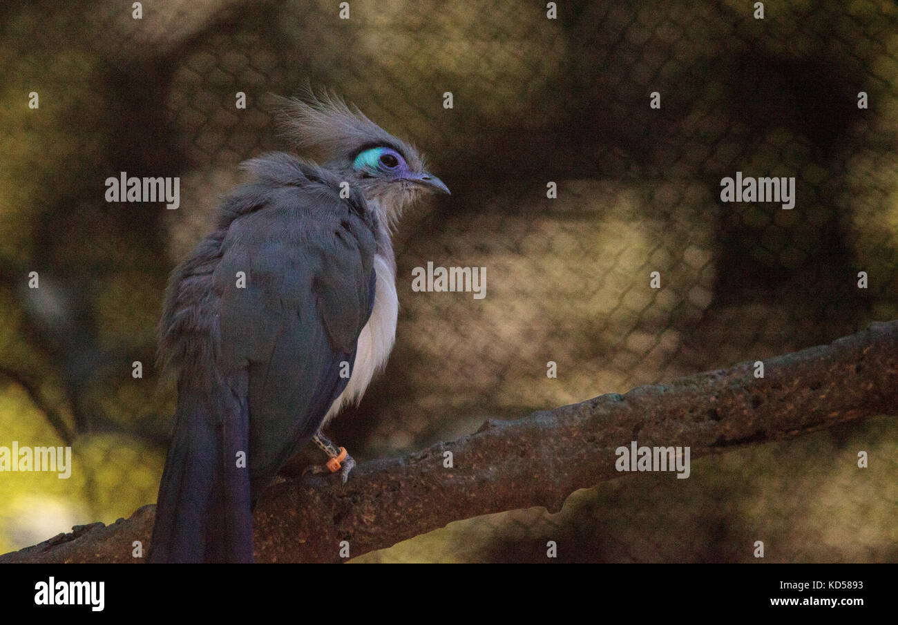 Crested coua bird called Coua cristata and is endemic to the forests of ...