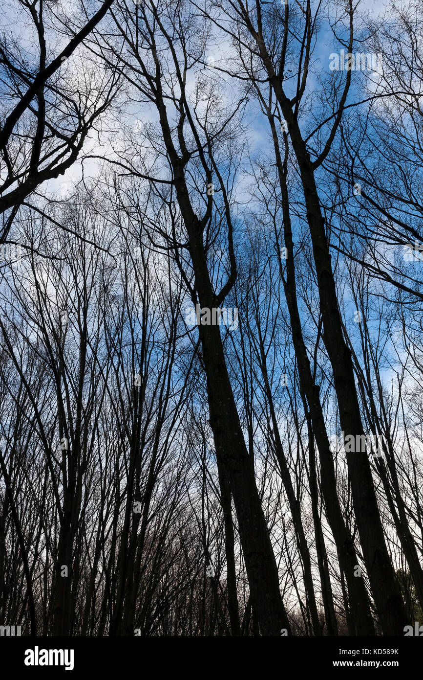Maple forest in autumn Stock Photo - Alamy