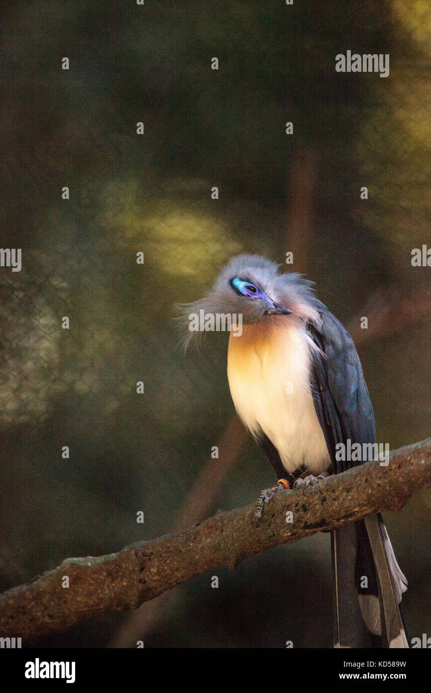 Crested coua bird called Coua cristata and is endemic to the forests of ...