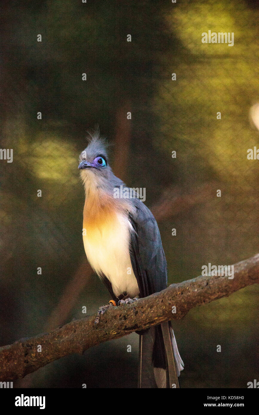 Crested coua bird called Coua cristata and is endemic to the forests of ...