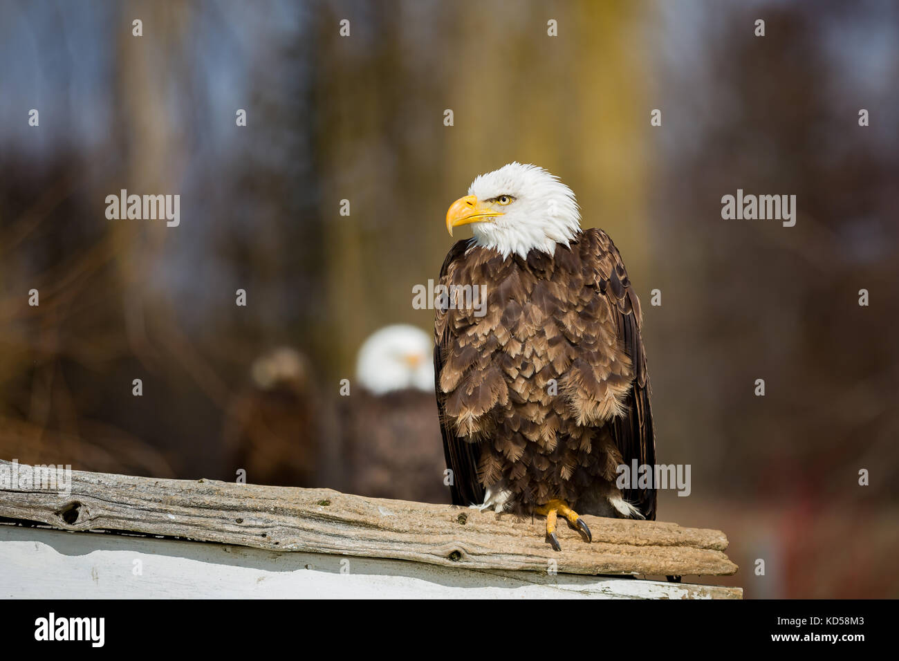 Adult bald eagle taking flight hi-res stock photography and images - Alamy