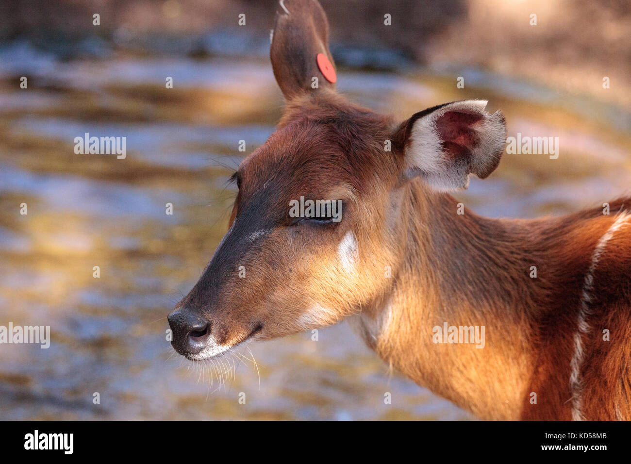 Female East African Sitatunga called Tragelaphus spekii spekii is a ...