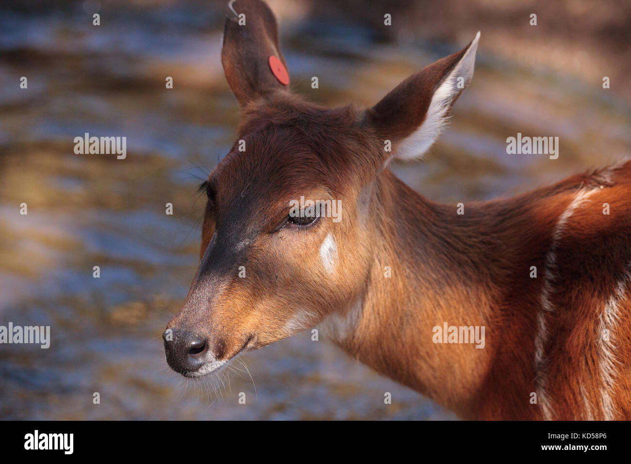 Female East African Sitatunga called Tragelaphus spekii spekii is a ...