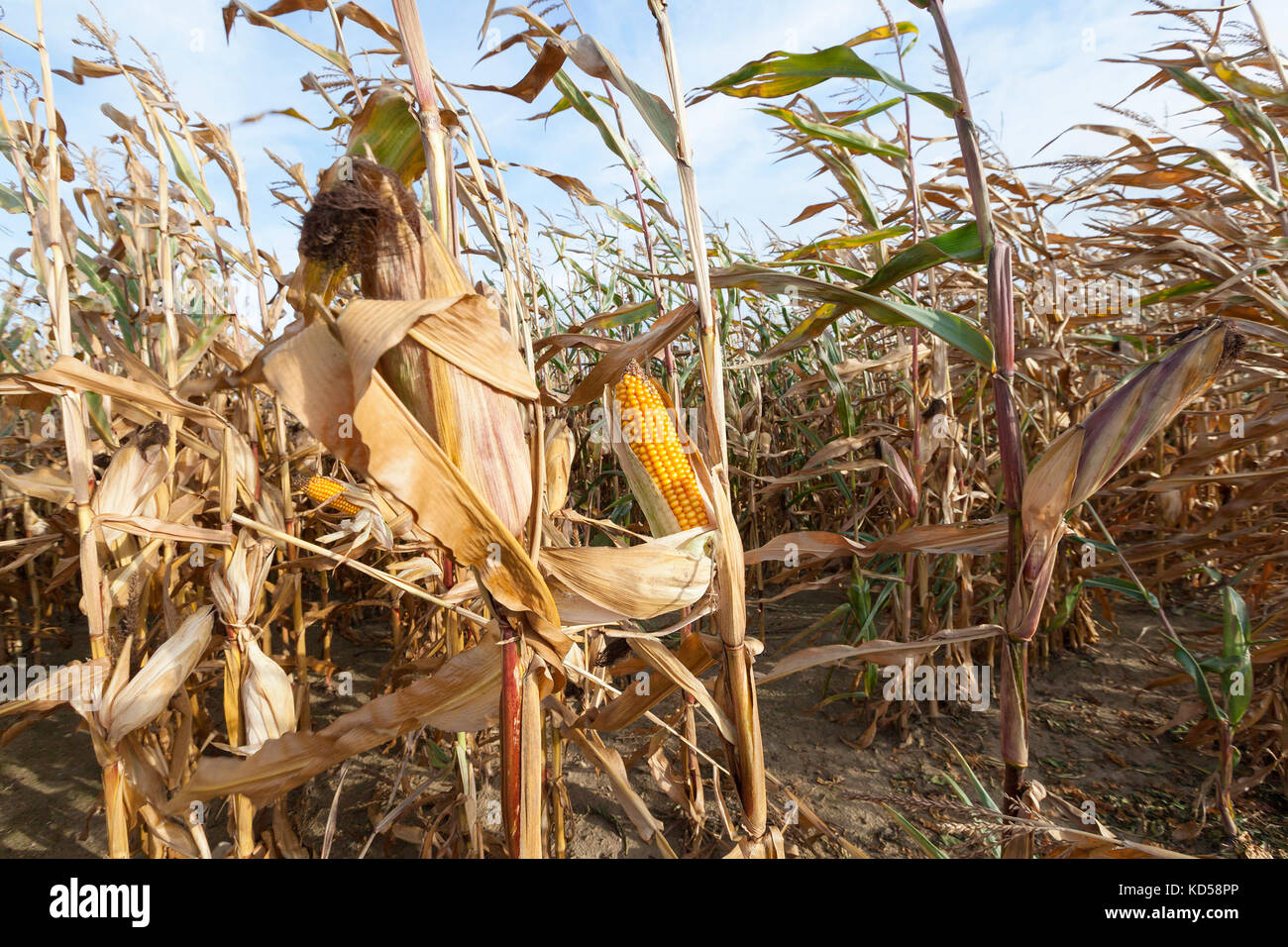 Ripe corn in the field Stock Photo - Alamy