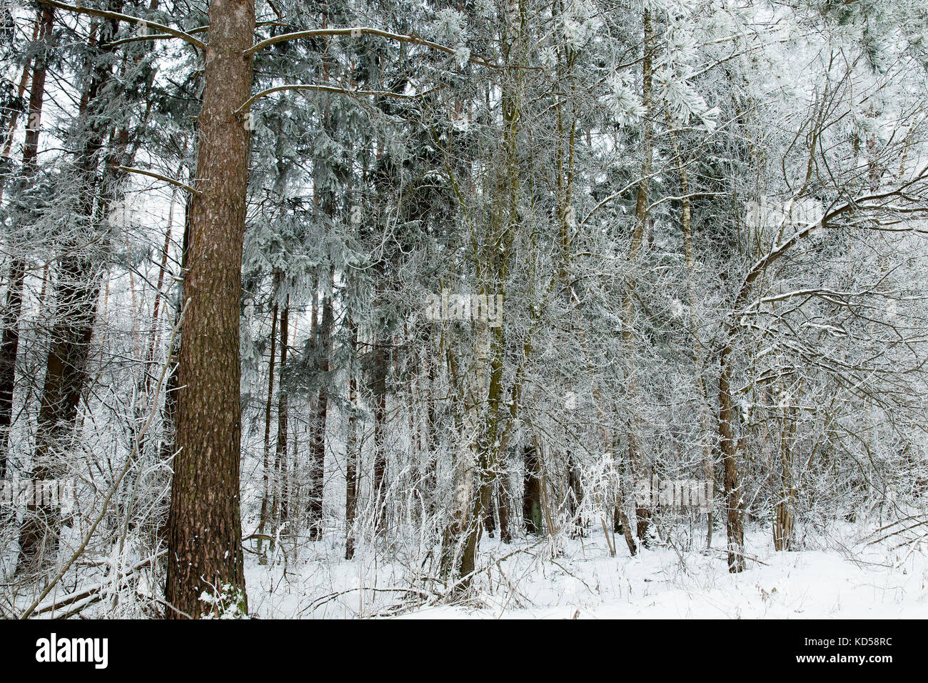 Winter trees, close-up Stock Photo - Alamy