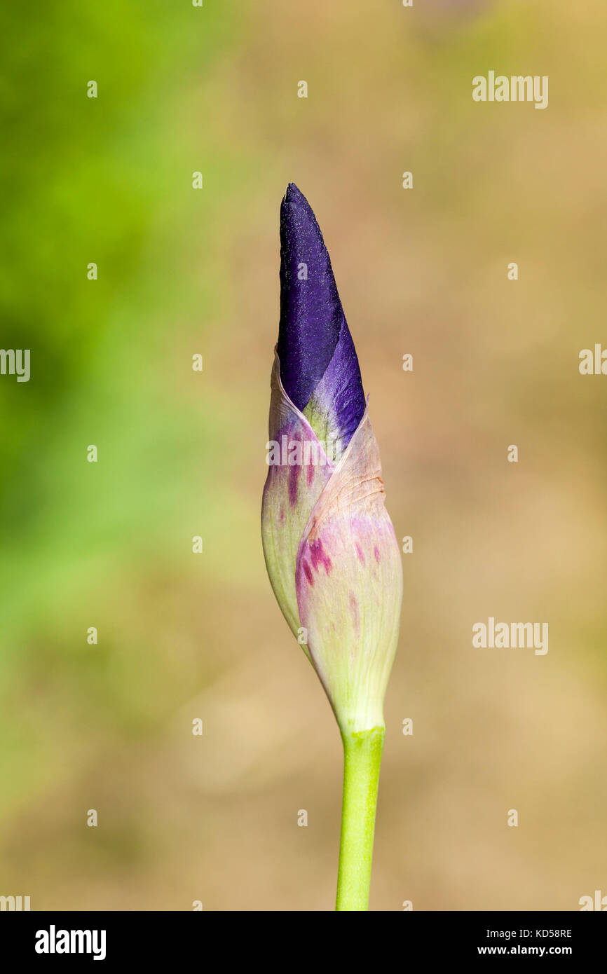 Open and closed iris hi-res stock photography and images - Alamy