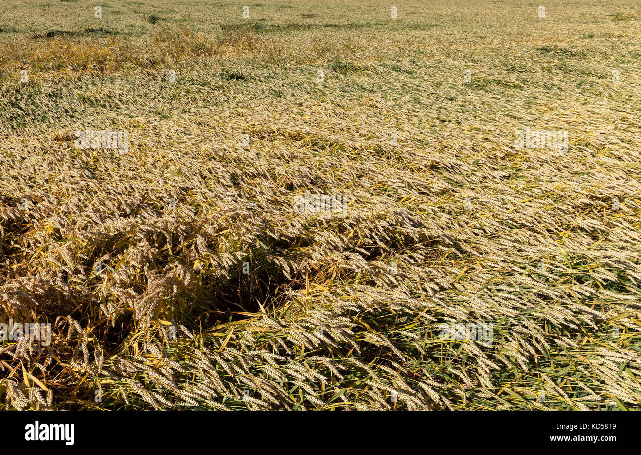broken wheat field Stock Photo - Alamy