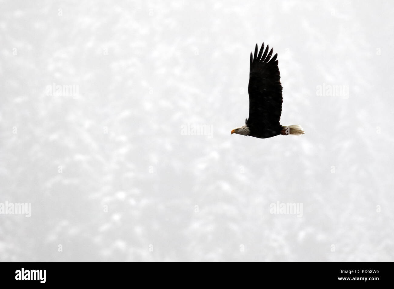 Bald Eagle Flying In Snow High Resolution Stock Photography and Images ...