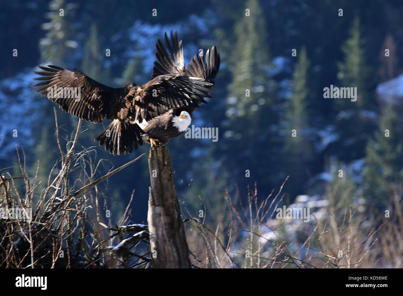 British eagles hi-res stock photography and images - Alamy