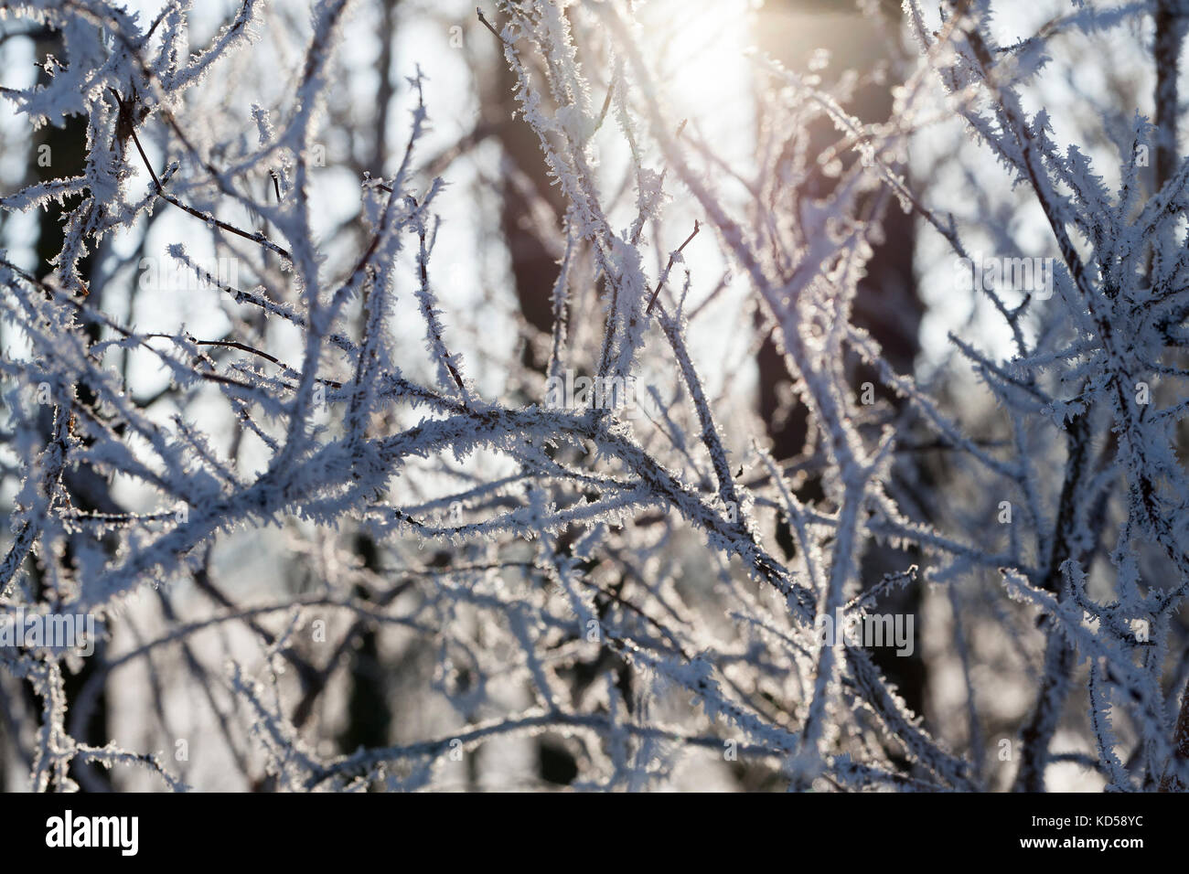 Hoarfrost on the branches of a tree Stock Photo - Alamy