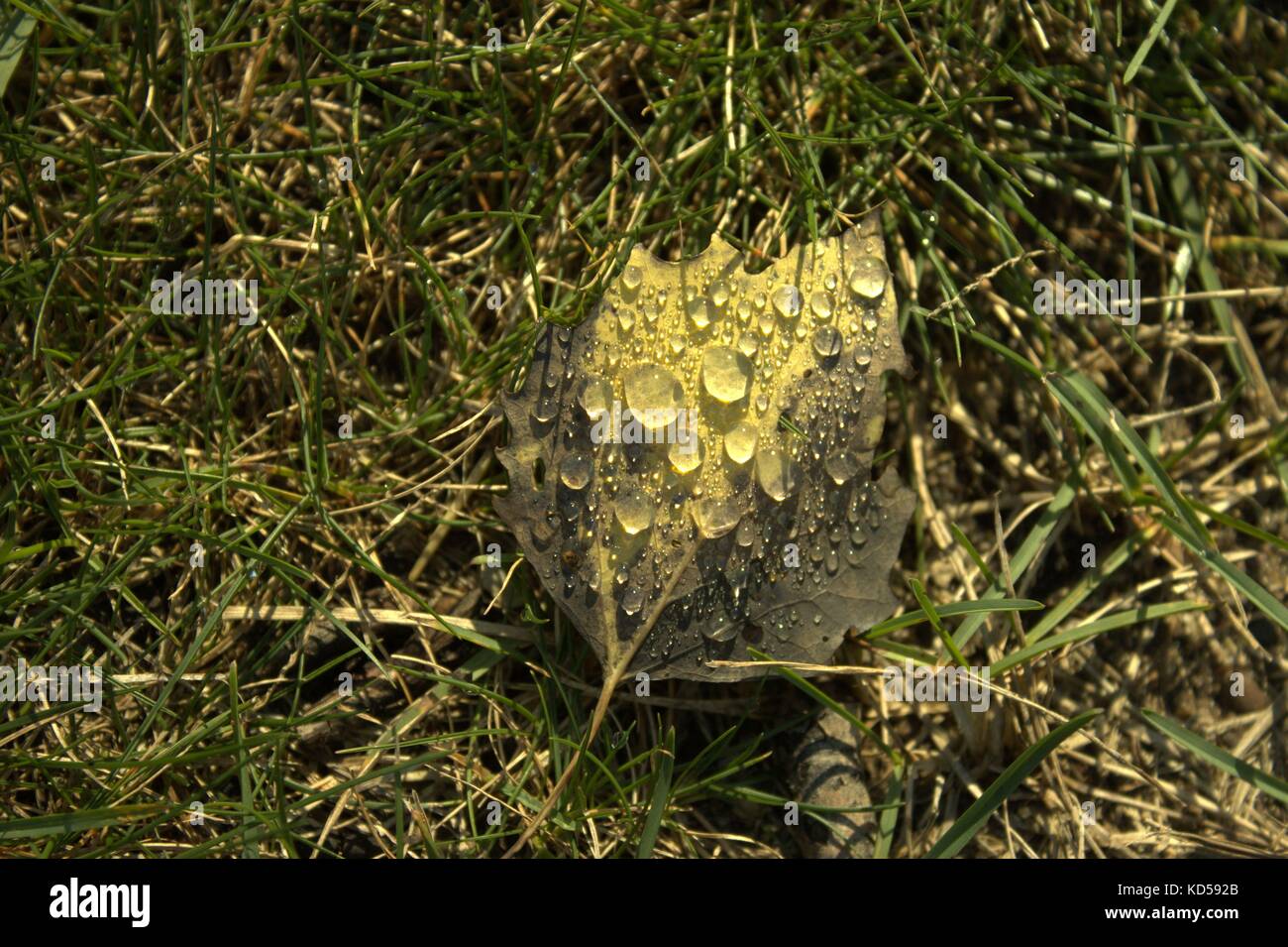 A Dew Covered Poplar Leaf In The Grass Stock Photo - Alamy
