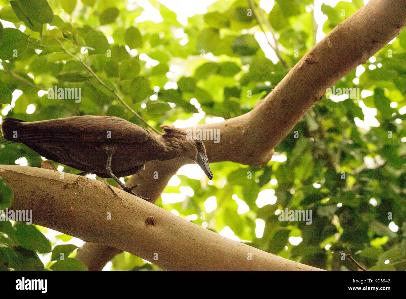 Hamerkop known as Scopus umbretta is a bird from sub-saharan Africa ...