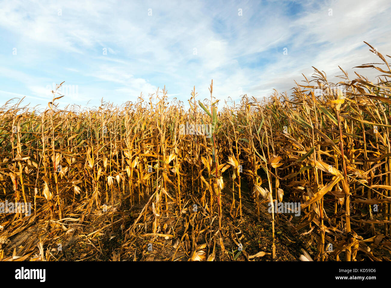 ears of ripe corn Stock Photo - Alamy