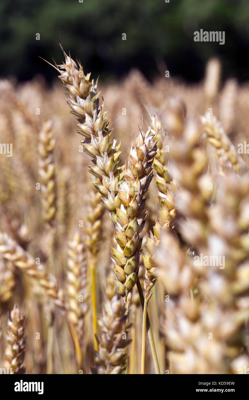background of wheat Stock Photo - Alamy