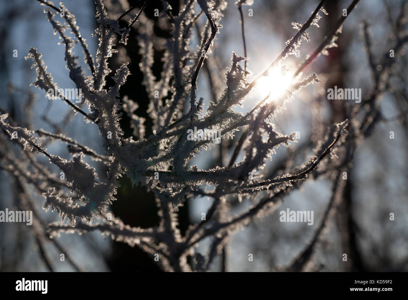 Frost on the branches of a tree Stock Photo - Alamy
