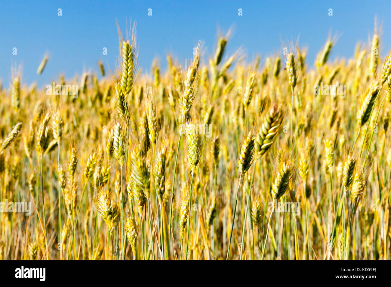 mature yellowed grass Stock Photo - Alamy